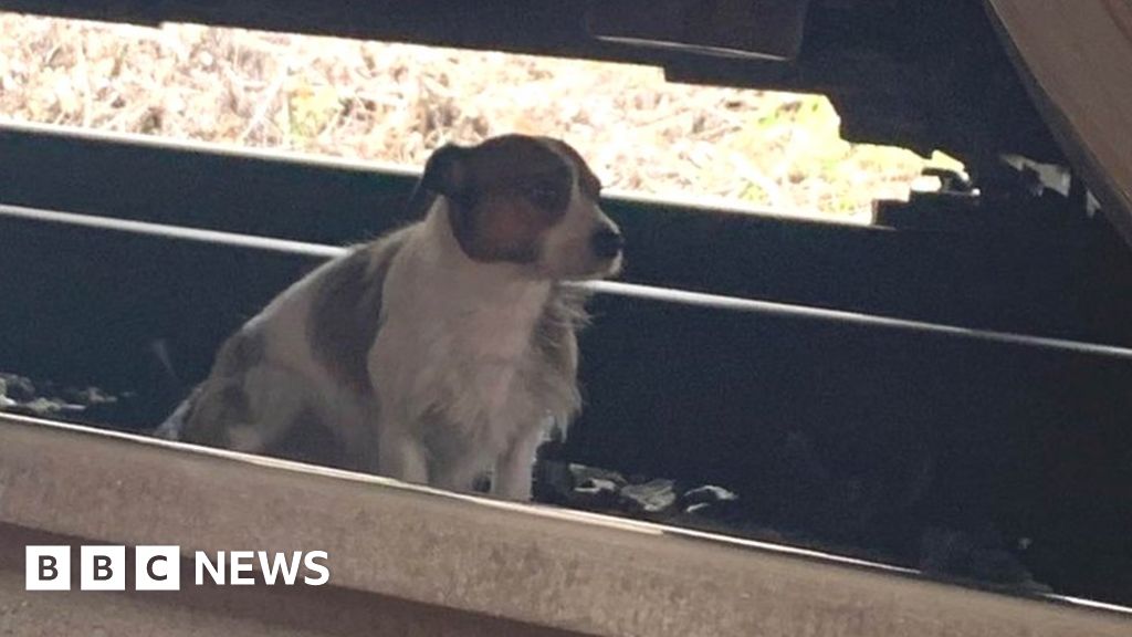 Dog safely rescued after running on to rail line - BBC News