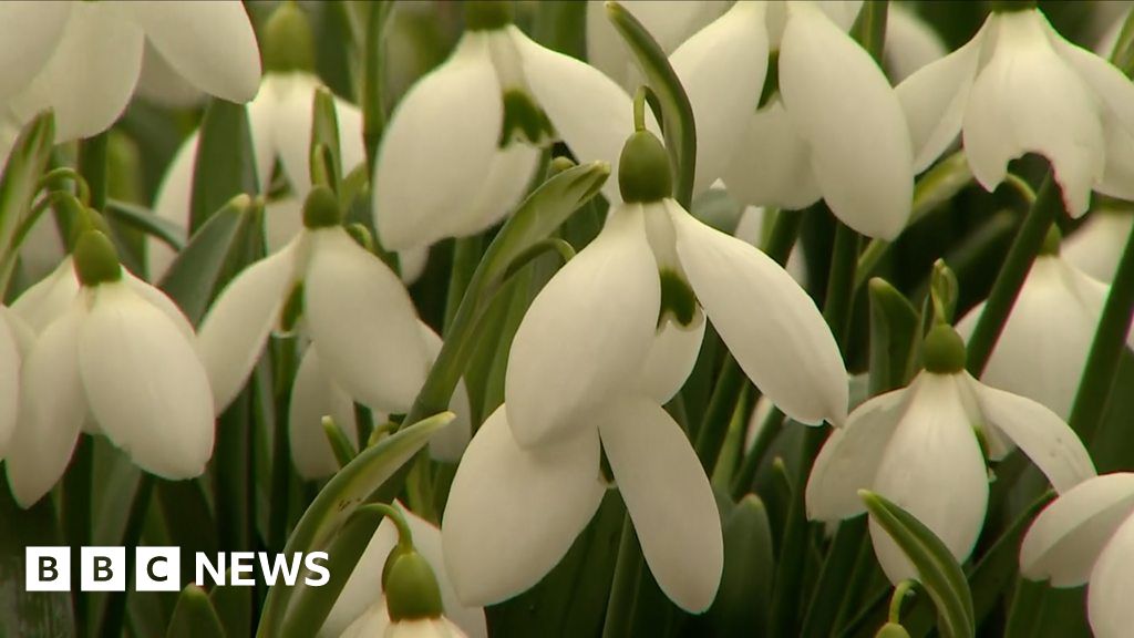 Snowdrops bloom in Hertfordshire as spring is on the way