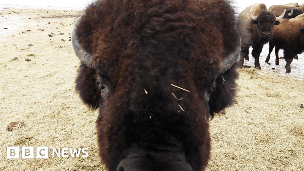 Curious bison surround BBC video journalist - BBC News