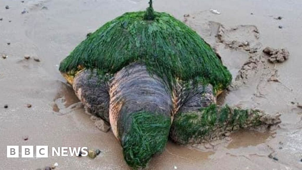 Stranded loggerhead turtle rescued from Cumbrian beach - BBC News