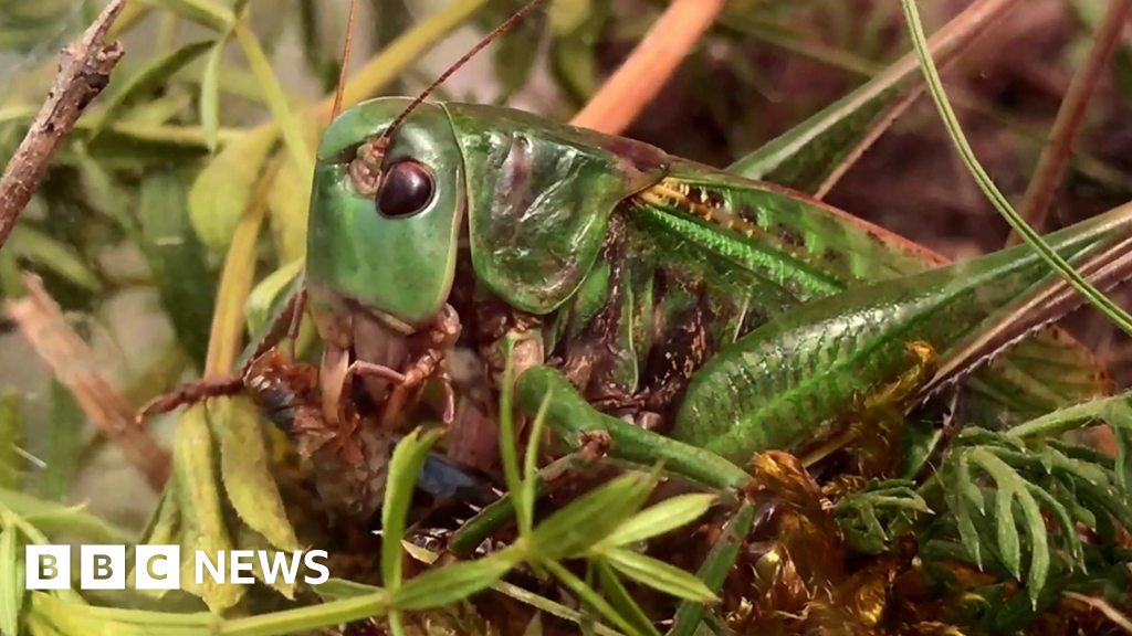 Rare wart-biter cricket's powers put to the test