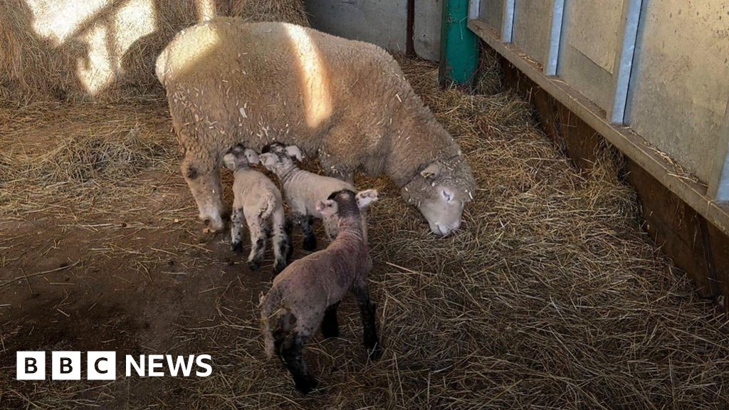 Swindon's Roves Farm celebrates a new lamb triplets record