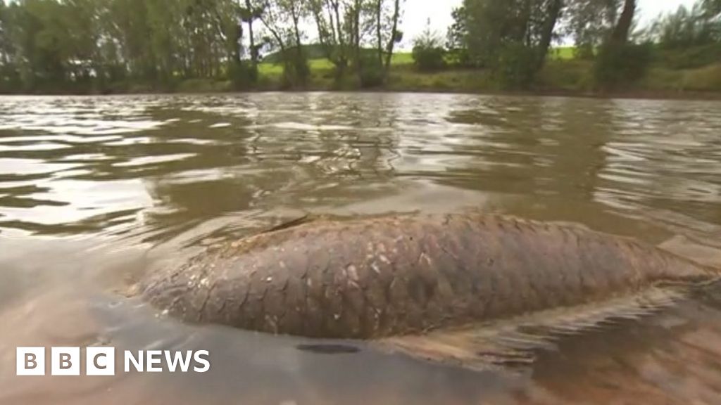 Great Witley Estate pools virus leaves 300 carp dead - BBC News