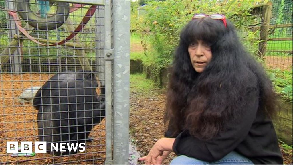 Relief for monkey sanctuary after chimpanzee's CT scan - BBC News