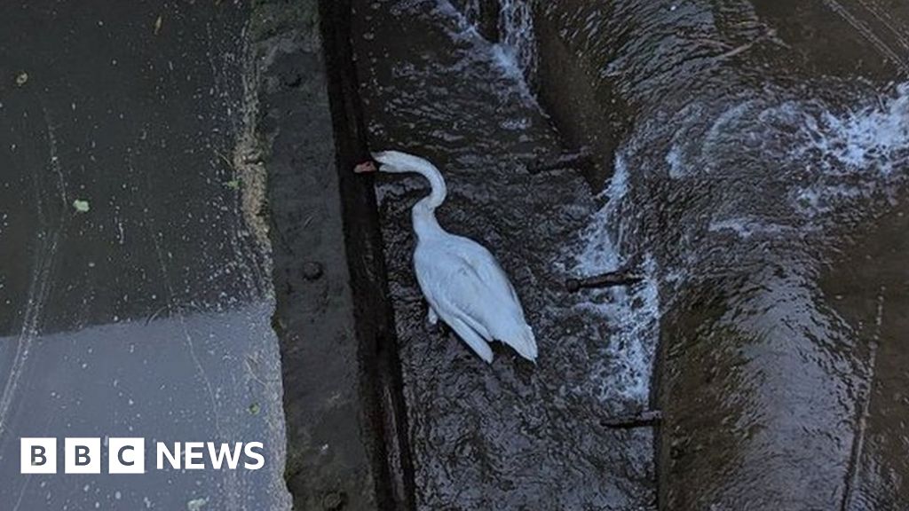 'Lock-y escape' for swan rescued by firefighters from Leicester canal ...