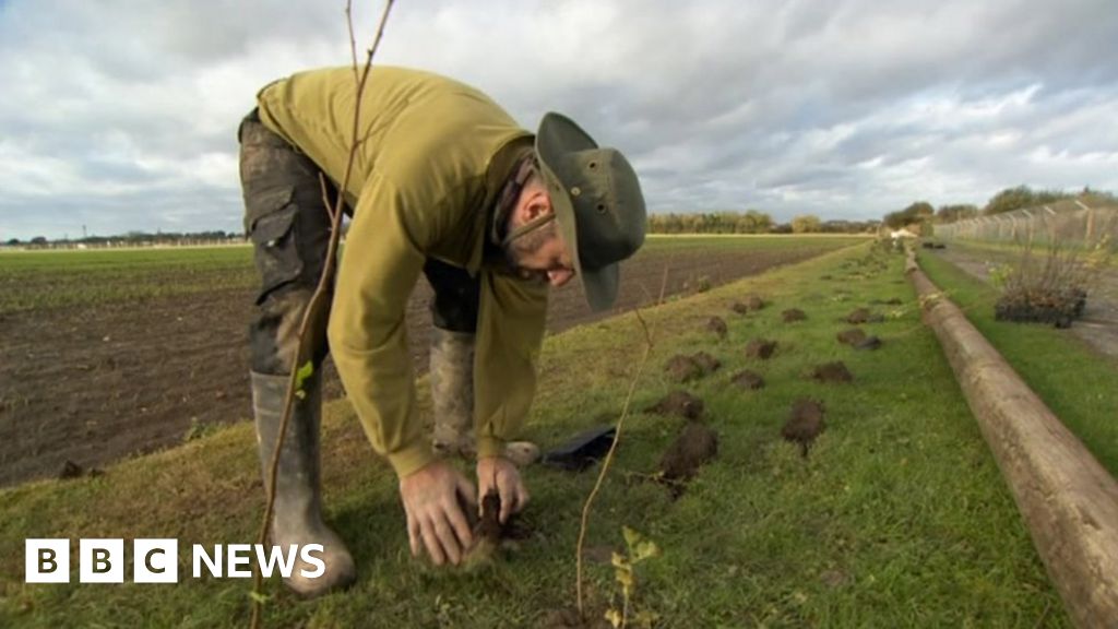 Humber Forest scheme sees more than 150,000 trees planted - BBC News