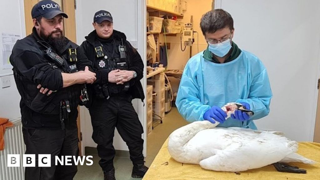 Animal cruelty cases on the rise - Essex Police