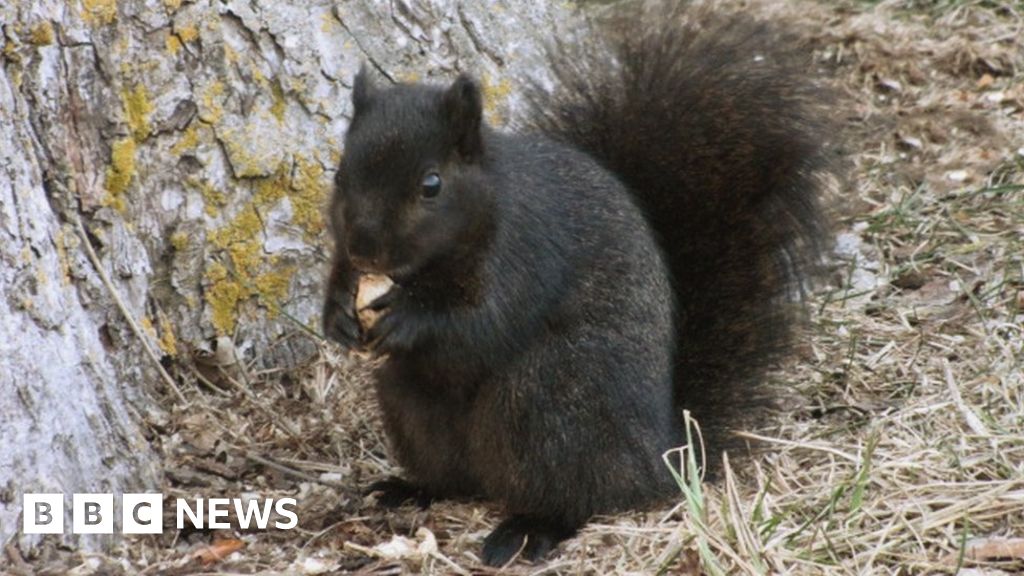 do squirrels have gray fur