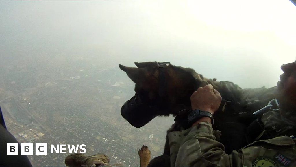 Skydiving dogs - BBC News