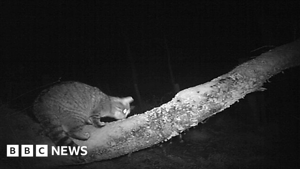 Rare footage of 'pure wildcat' captured in Huntly