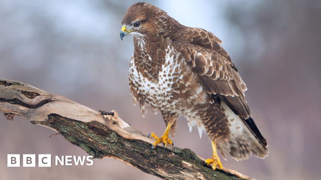 Bird of prey crimes in Scotland drop by quarter - BBC News
