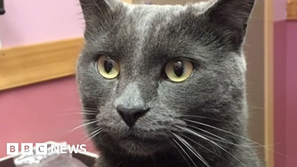 Edinburgh cat found with six-inch blade of grass up its nose - BBC News