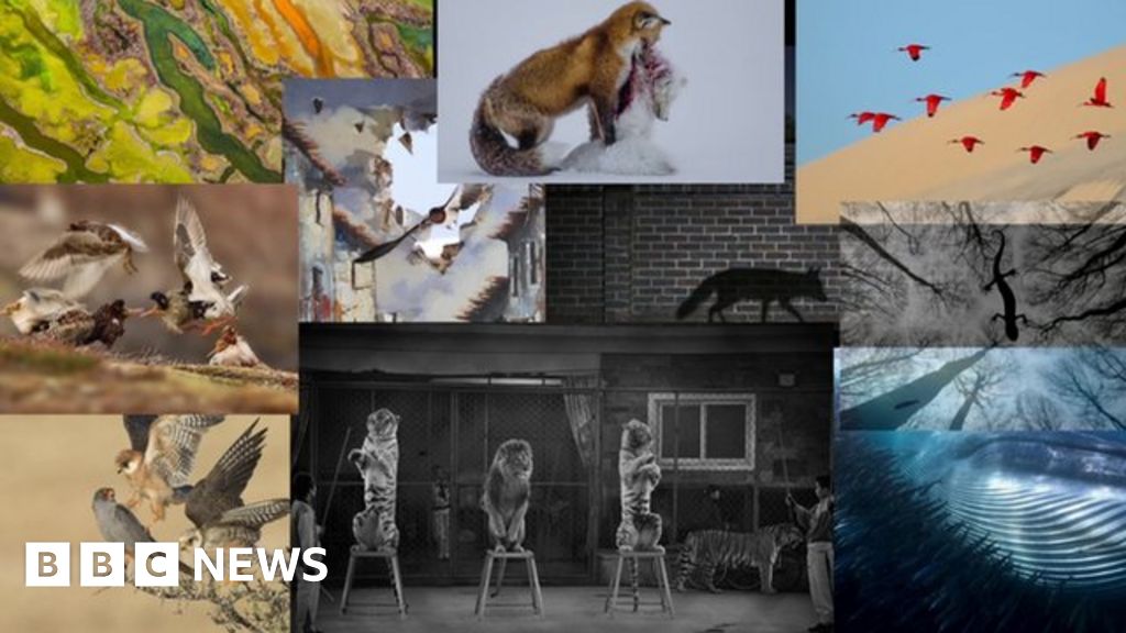 Amateur wins Wildlife Photographer of the Year 2015 - BBC News