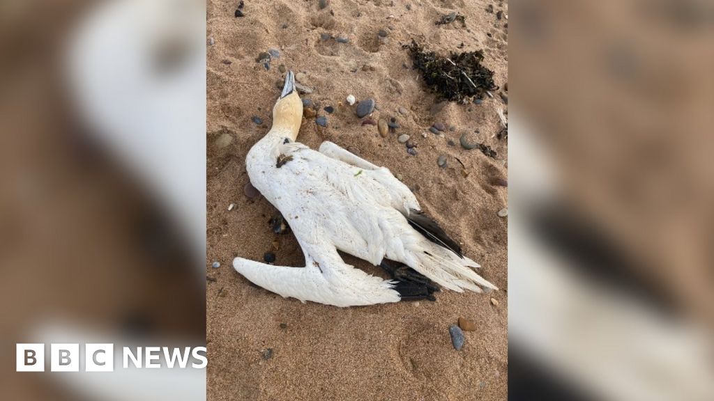 Dead seabirds found on Northumberland to Teesside coast