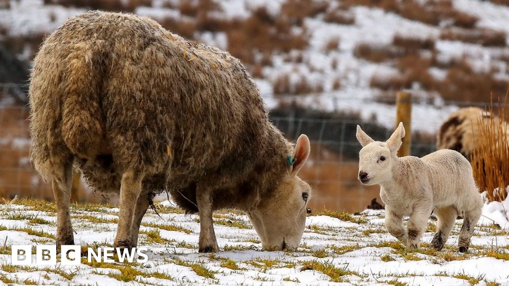 Heavy snow takes toll on Scotland's lambs