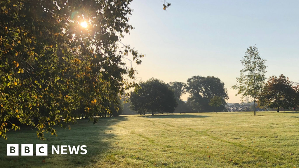Ash dieback: 250,000 trees to be planted in Devon - BBC News