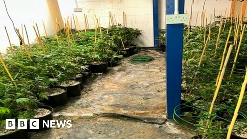 Essex Police officers find cannabis factory at Pitsea unit