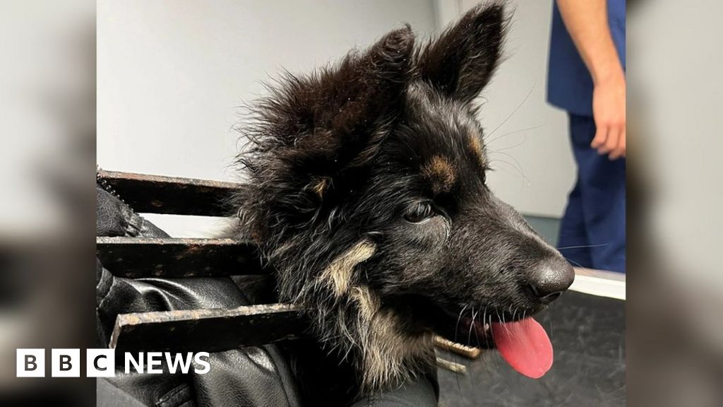 Barnsley puppy rescued after getting head stuck in railings - BBC News