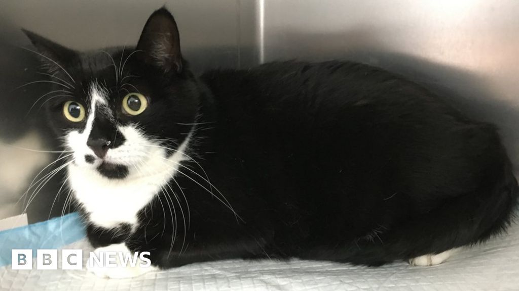 Owners wanted for 'stolen' cats seized from Stretford house - BBC News