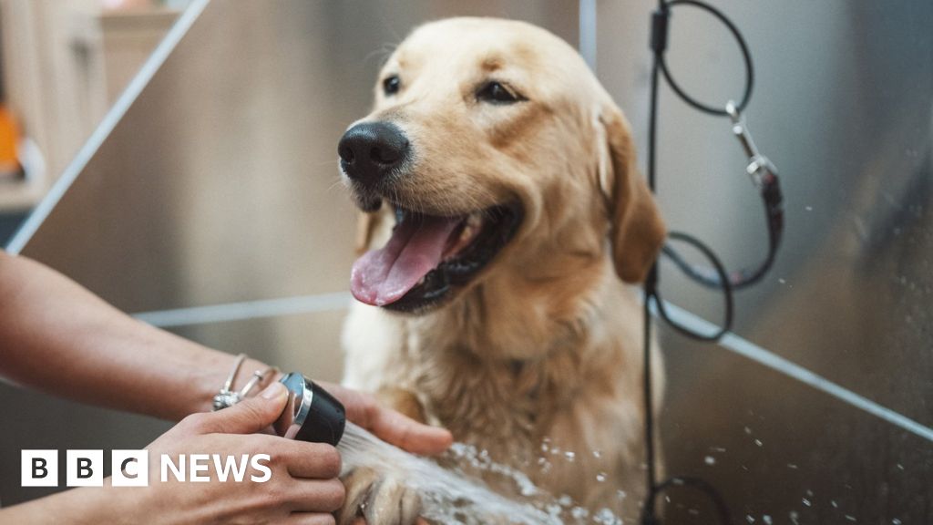 Kidmore End dog park plans given go-ahead - BBC News