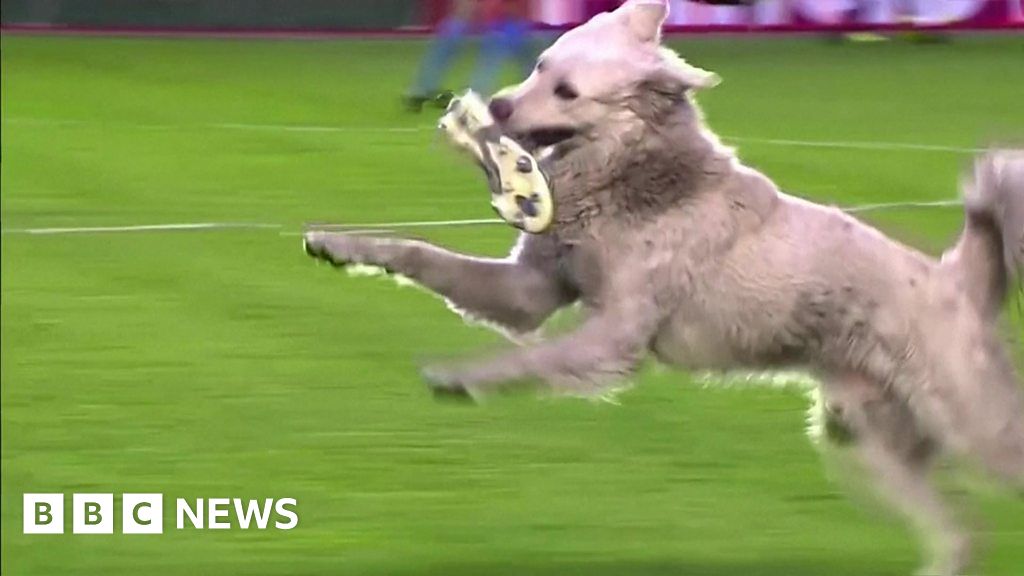 Dog invades football pitch in Bolivia - BBC News