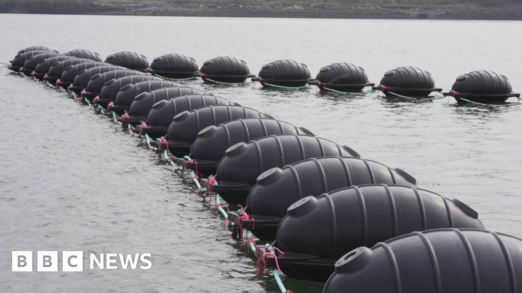 Pembroke Dock seaweed farm to study algae as biofuel - BBC News