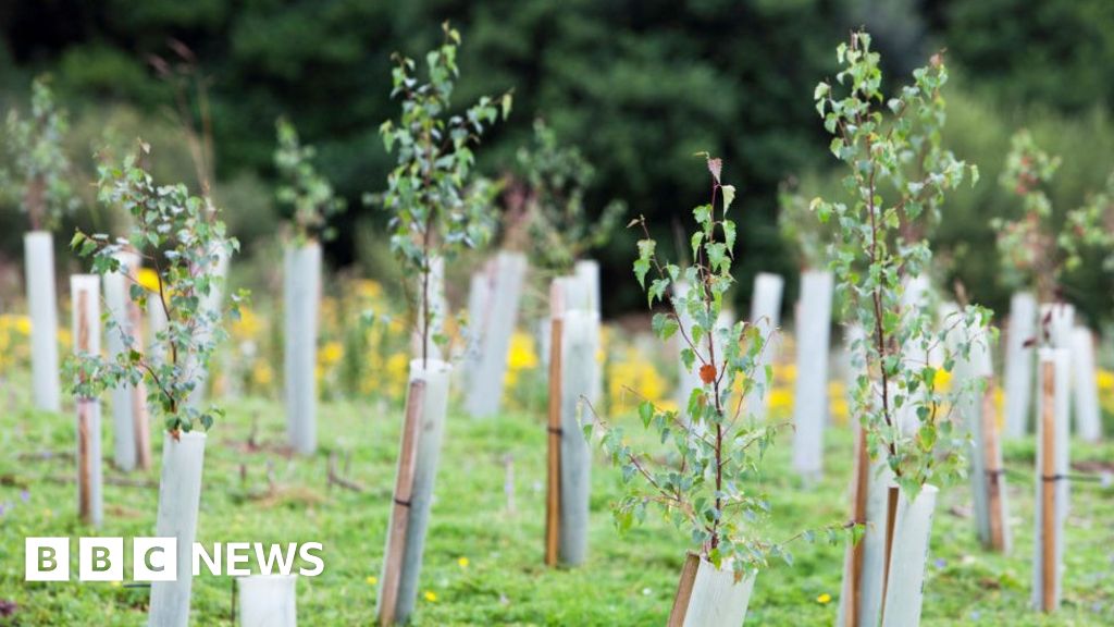 Doncaster tree planting plan gets £220,000 boost - BBC News