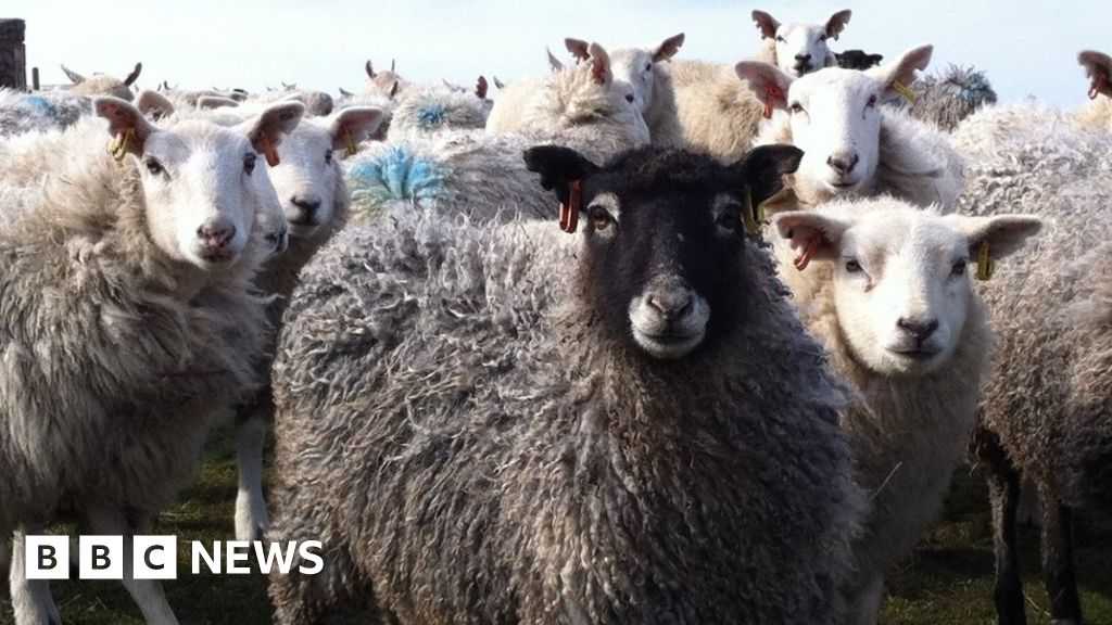 Herding Scotland's sheep back into the profitable pen - BBC News