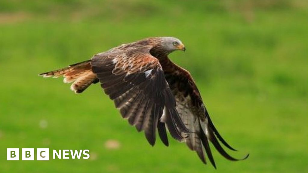 Birds of prey shot, trapped or poisoned in 23 incidents - BBC News