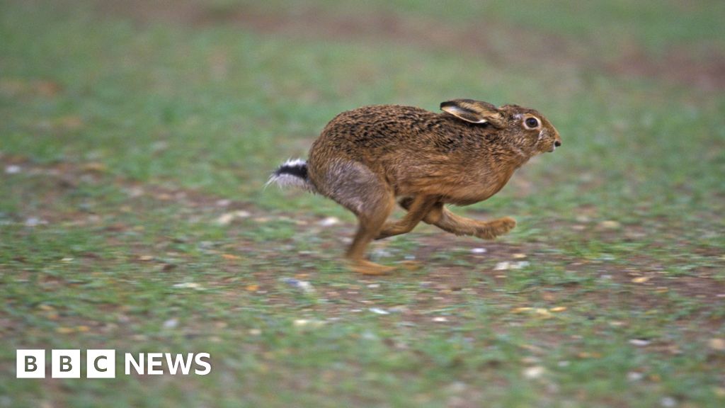 Man fined £5,000 for hare coursing near Lauder - BBC News
