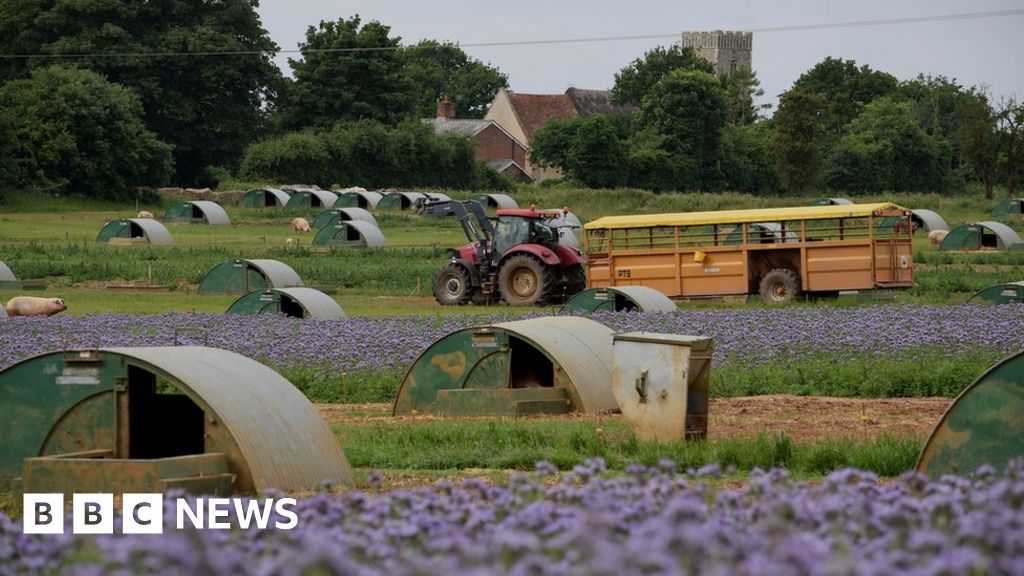 Suffolk pig farm hopes flowers will feed bumblebees
