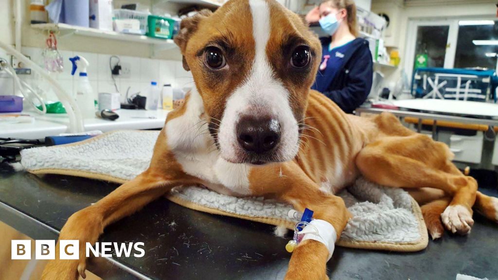 Pet neglect rises 26% in East Yorkshire