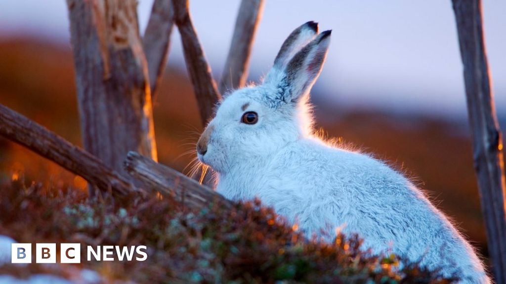 Dunging the maths: How to count elusive mountain hares