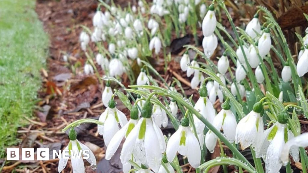 Covid-19: Dartmoor snowdrop festival goes online
