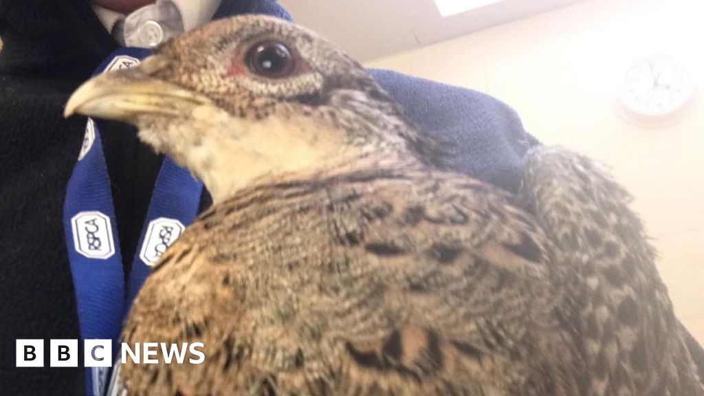 King's Lynn crash pheasant released back into wild - BBC News