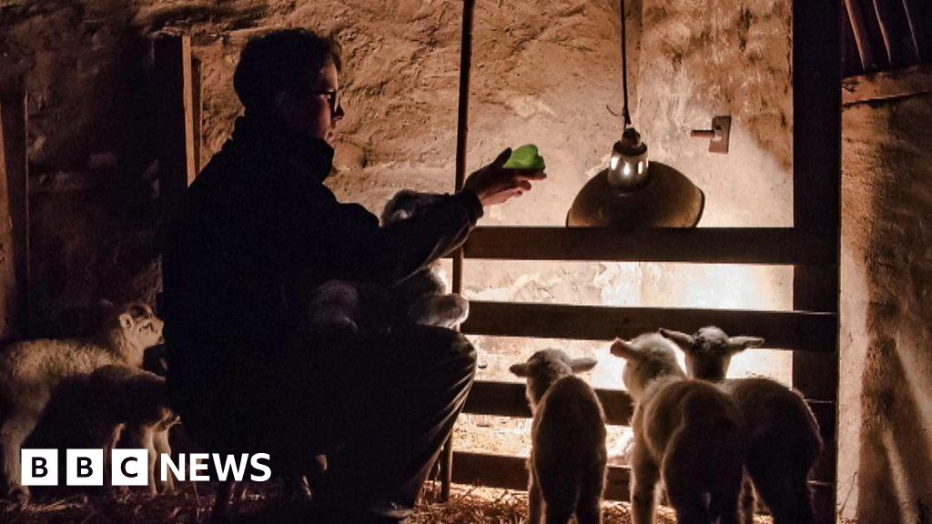 Amy Bateman wins photography award for lamb photo - BBC News