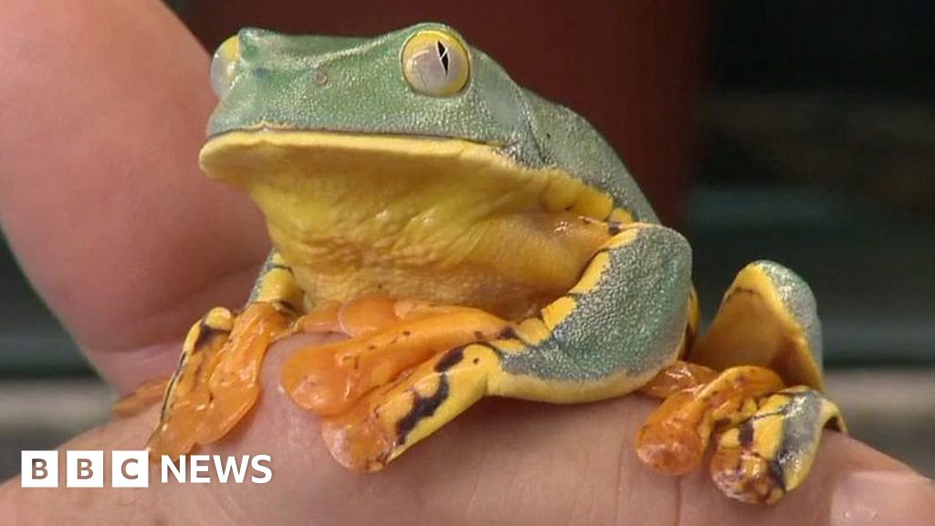 Scientist names Sylvia's Tree Frog after granddaughter - BBC News