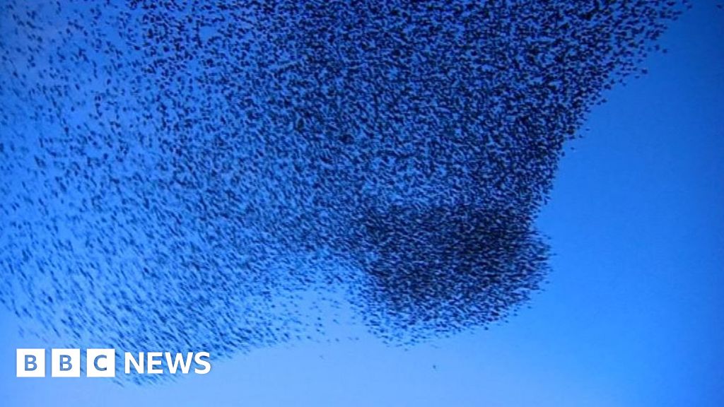 Mysteries of murmuration revealed thanks to you - BBC News