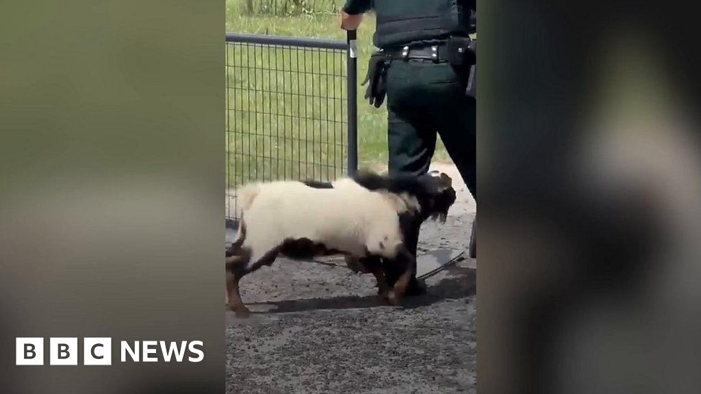 Video shows angry goat headbutting officer