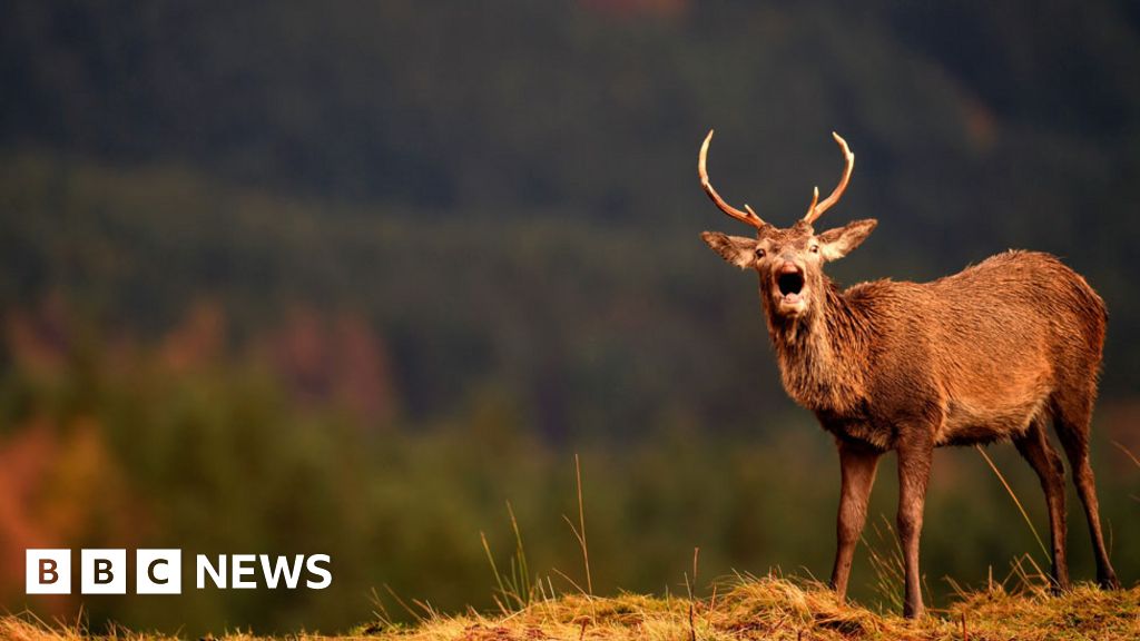 Wild deer important to Scotland, says review - BBC News