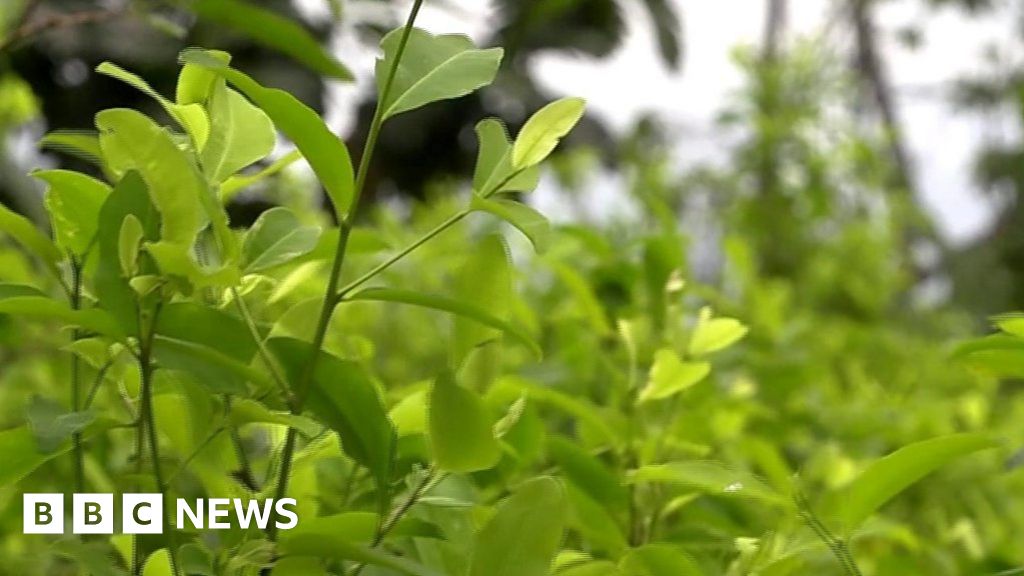 The battle over Colombia's coca fields - BBC News