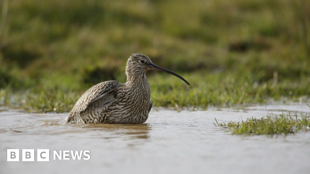 Curlew conference in Builth Wells to discuss bird's plight - BBC News