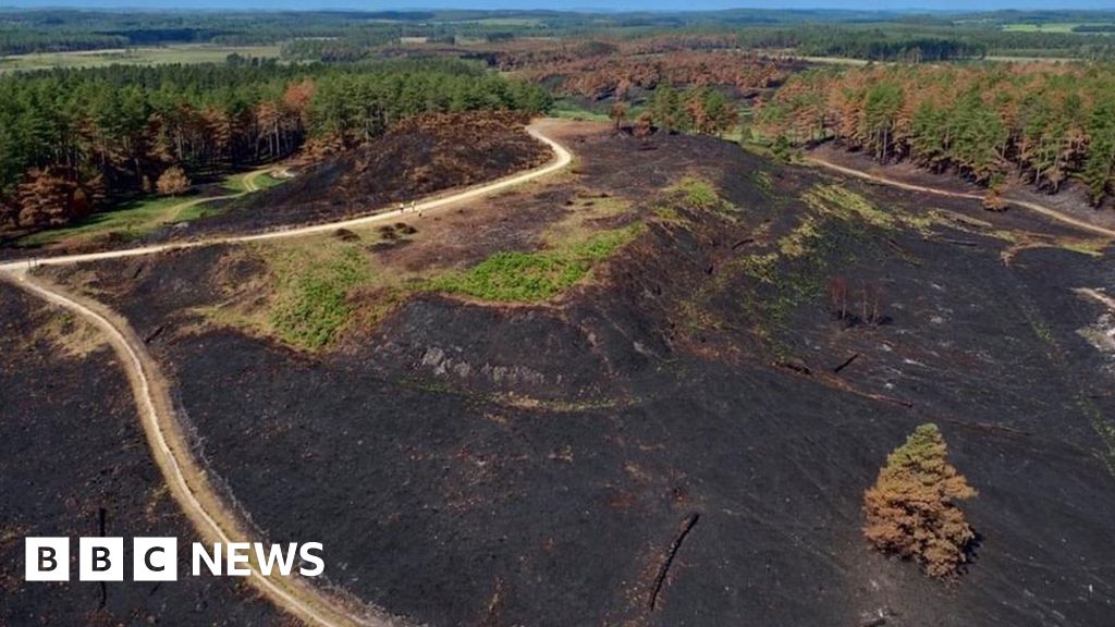Wareham Forest fire: Picnics not BBQs urged in bid to stop repeat - BBC ...