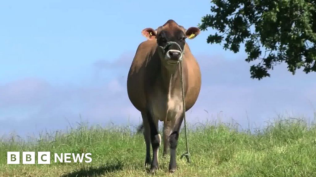 Bodmin farm raid: Twenty-three cows 'stolen' - BBC News
