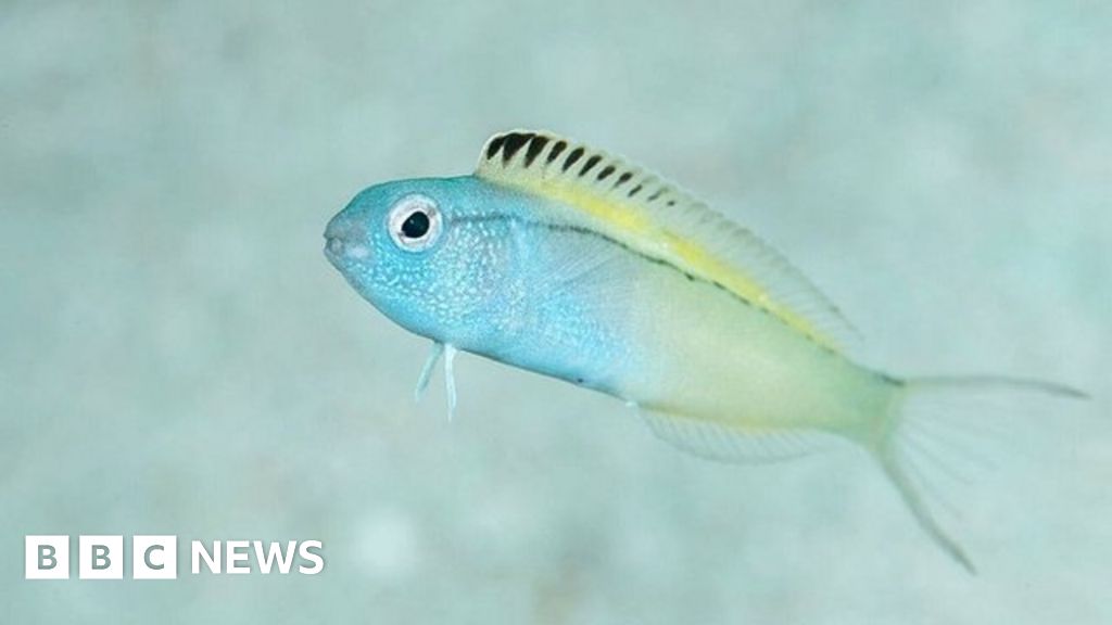 Meet the fish with the heroin-like bite - BBC News