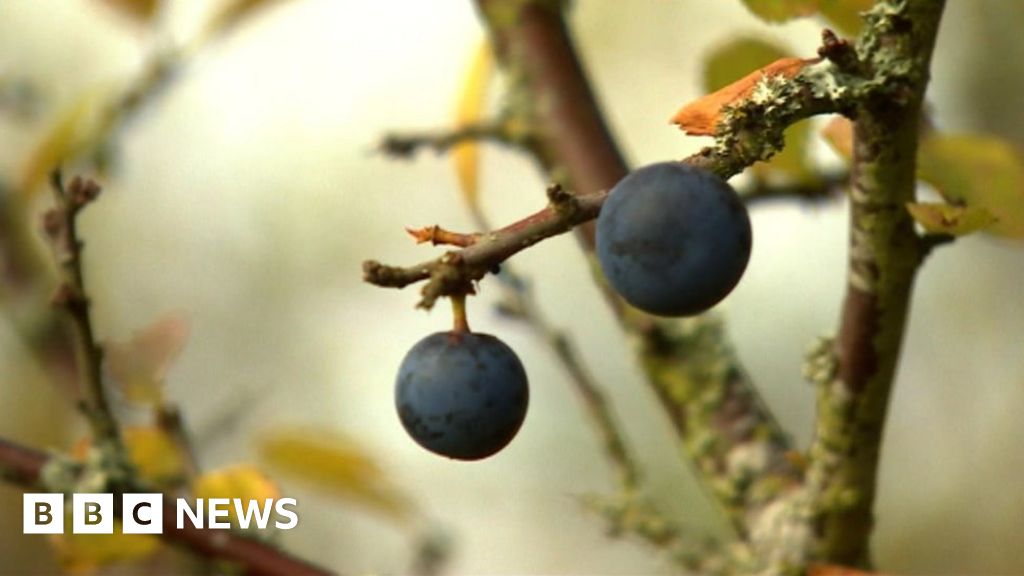 A bumper sloe season is a good sign for the countryside - BBC News