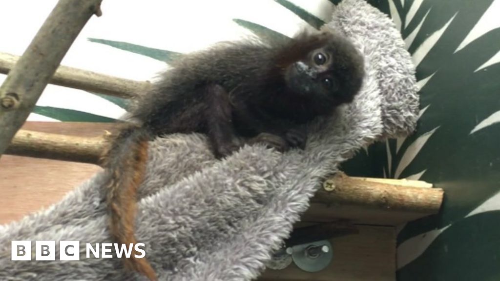 Saving Pichiku, the red titi monkey without a mum - BBC News