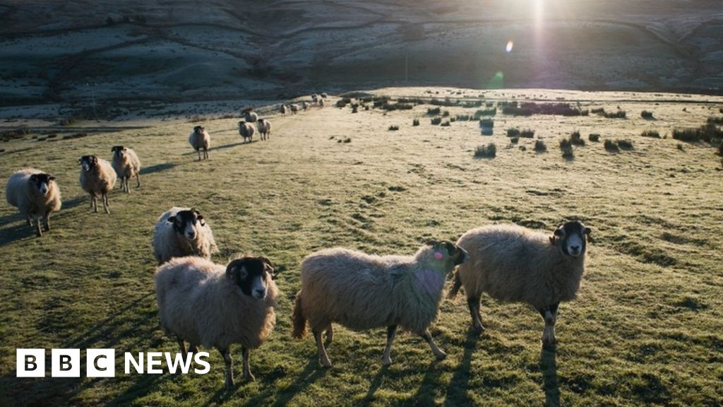 Hardship fund for Scottish farmers hit by Cap funding delays - BBC News