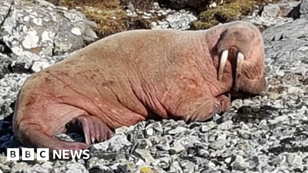 Arctic walrus 'Wally' spotted on Isle of Harris - BBC News