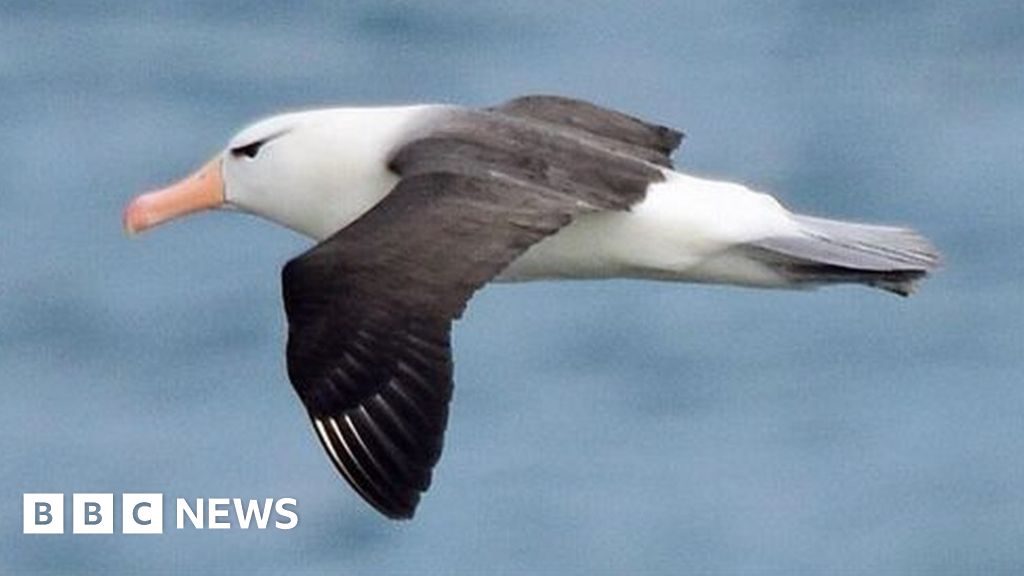Bempton cliffs albatross makes return to Yorkshire coast - BBC News